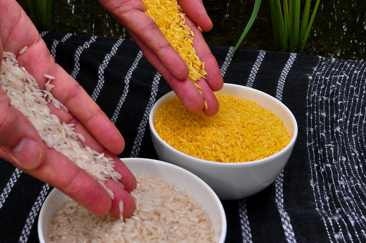 Tackling hidden hunger: Biofortified Genetically Engineered Foods ...